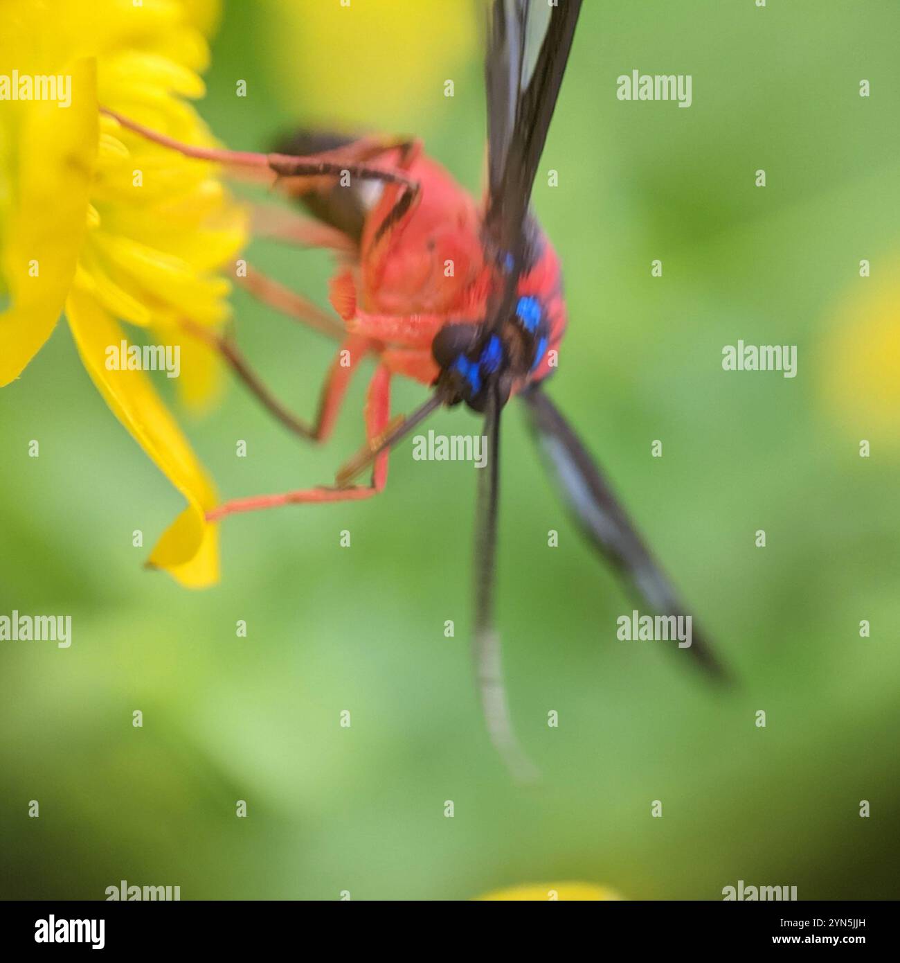 Scarlet-bodied Wasp Moth (Cosmosoma myrodora Stock Photo - Alamy