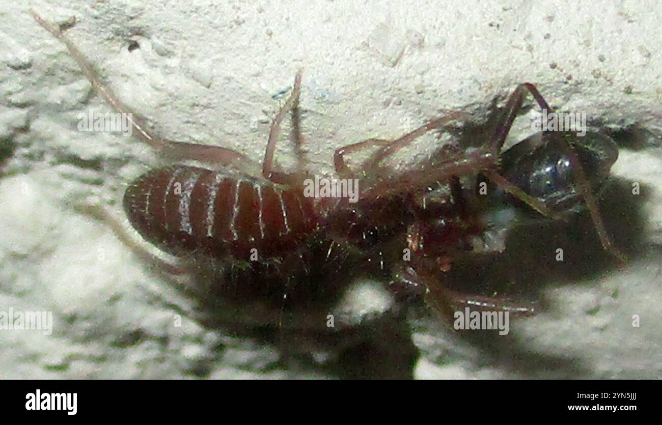 Solifuges hi-res stock photography and images - Alamy