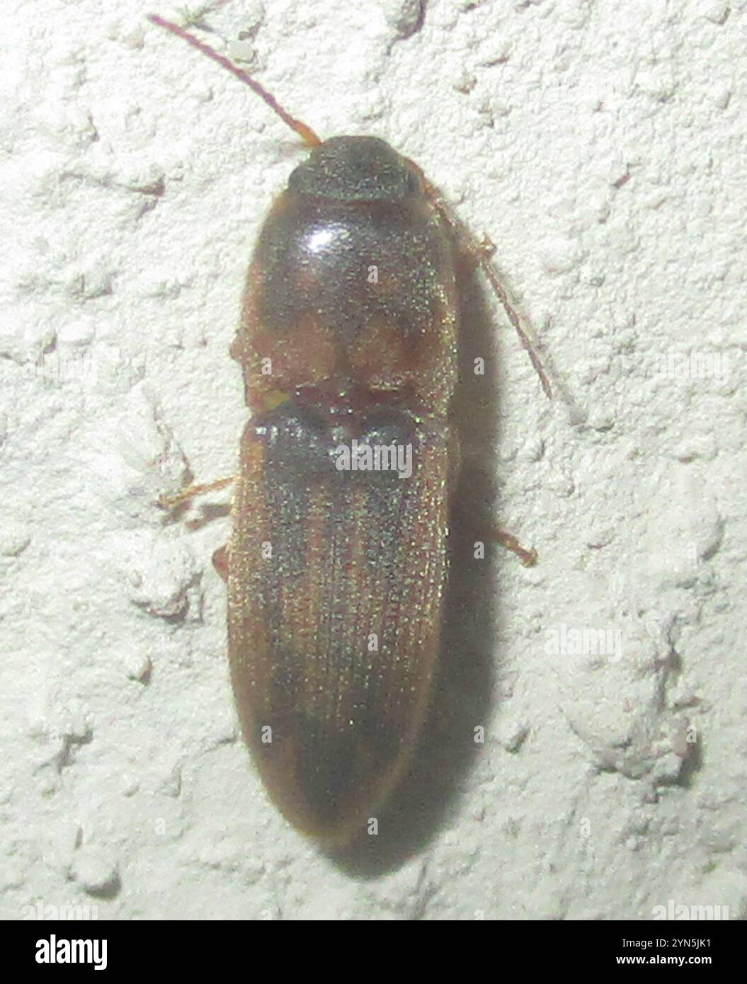 Click Beetles (Elateridae Stock Photo - Alamy