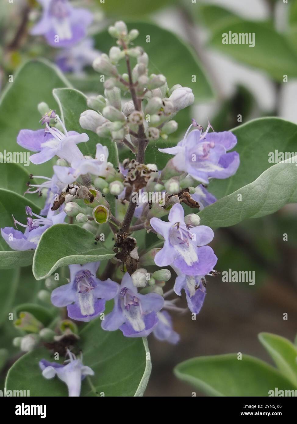 Beach Vitex (Vitex rotundifolia Stock Photo - Alamy