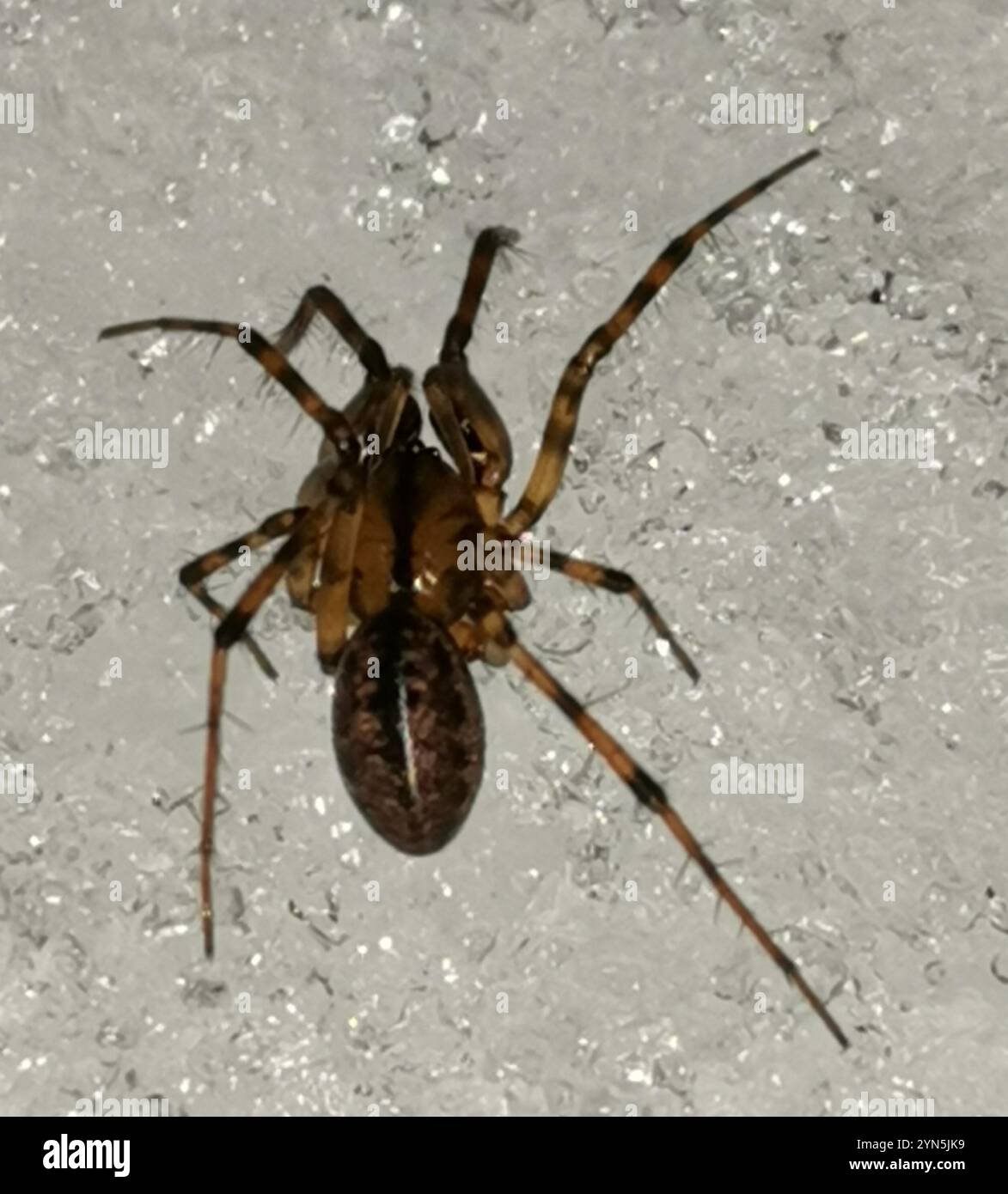 Horse-Head Spider (Stemonyphantes lineatus Stock Photo - Alamy