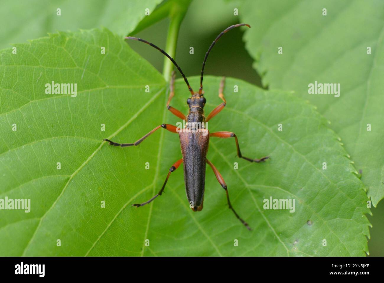 variable longhorn beetle (Stenocorus meridianus Stock Photo - Alamy