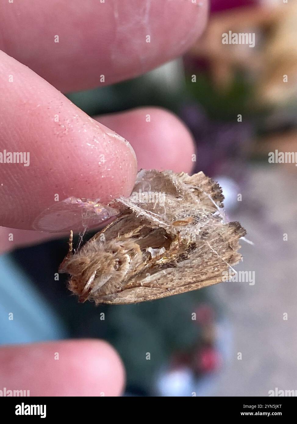 Mouse Moth (Amphipyra tragopoginis Stock Photo - Alamy