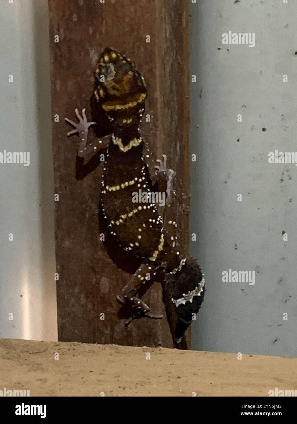 Thick-tailed Barking Gecko (Underwoodisaurus milii Stock Photo - Alamy