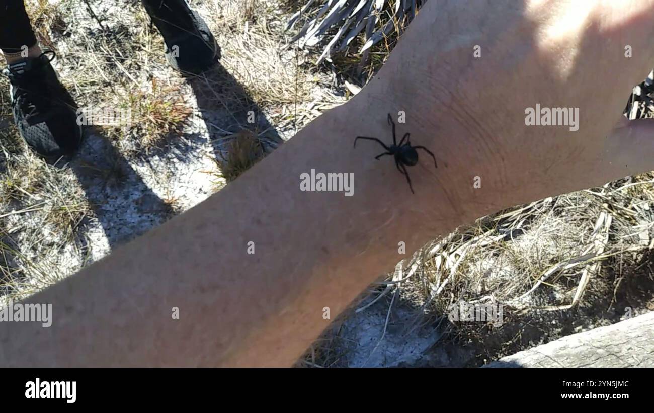 Southern Black Widow (Latrodectus mactans Stock Photo - Alamy