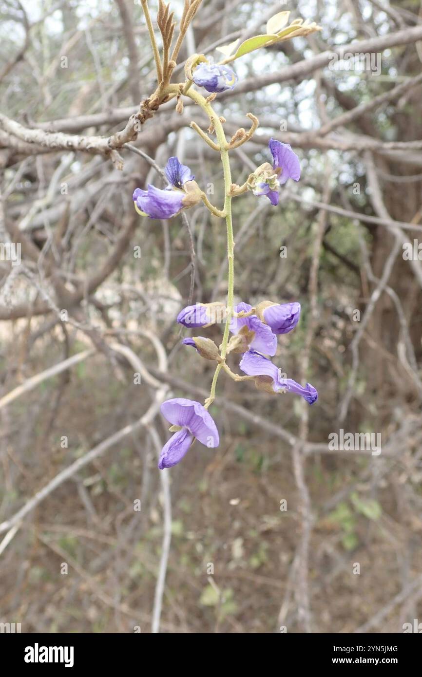 Tree-wisteria (Bolusanthus speciosus Stock Photo - Alamy