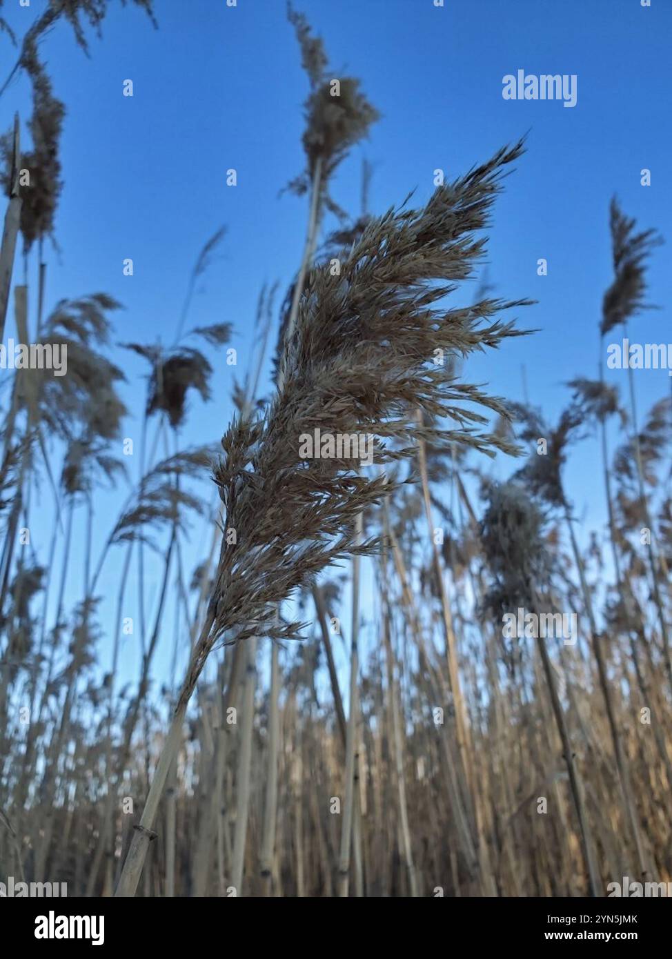 American common reed (Phragmites australis americanus Stock Photo - Alamy