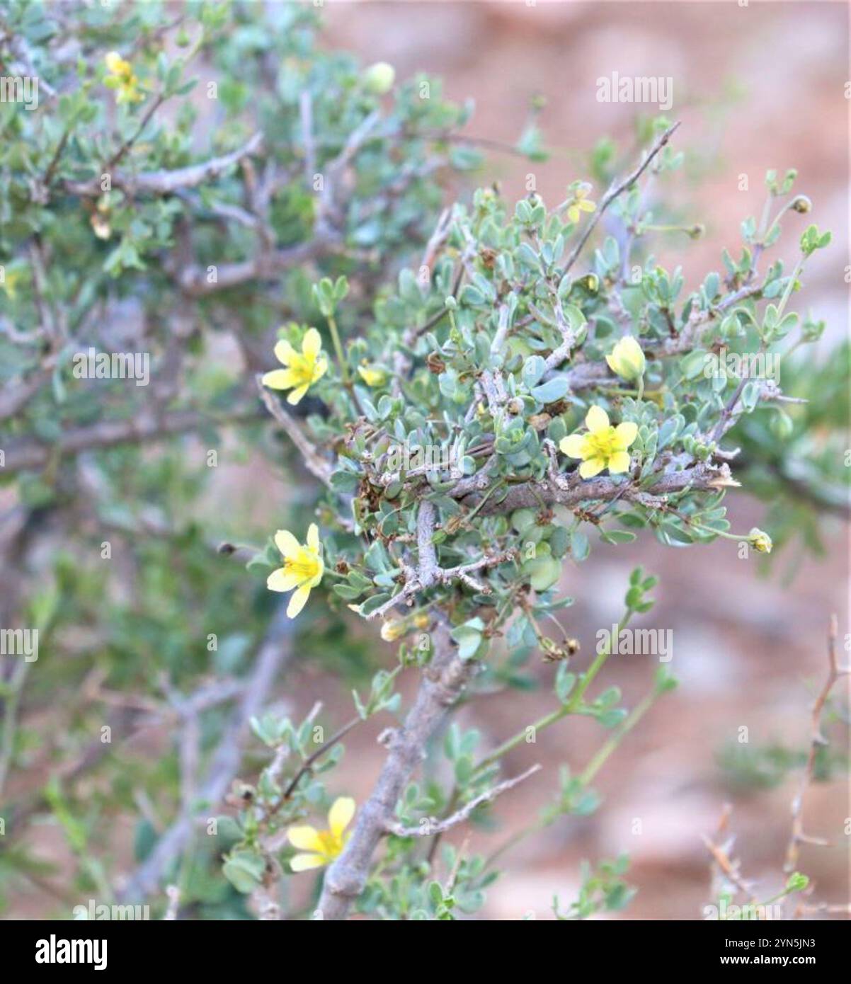 Roepera hi-res stock photography and images - Alamy