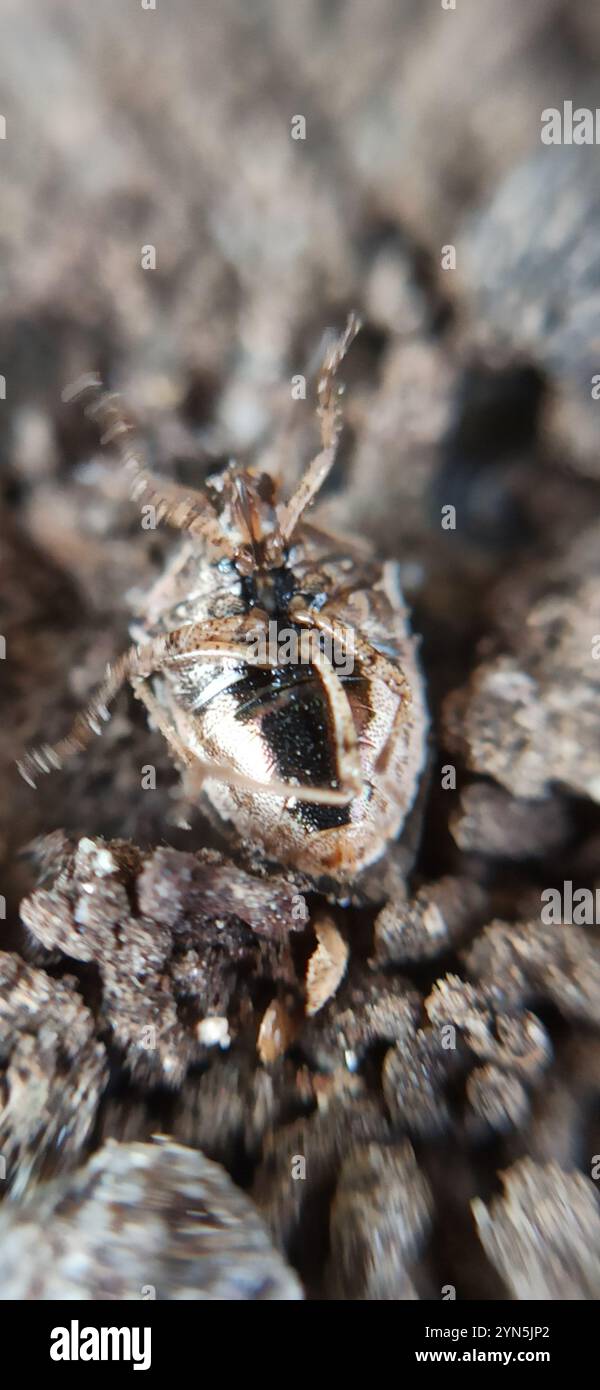 White-spotted Stink Bug (Eysarcoris ventralis Stock Photo - Alamy