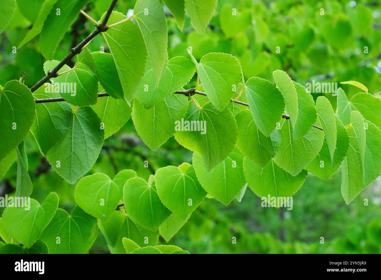 Branches of a linden tree with fresh heart-shaped leaves in bright ...
