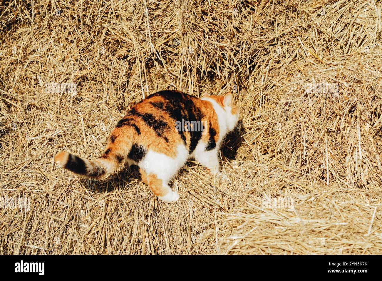 A tricolor cat walks on a haystack. The cat explores the territory ...