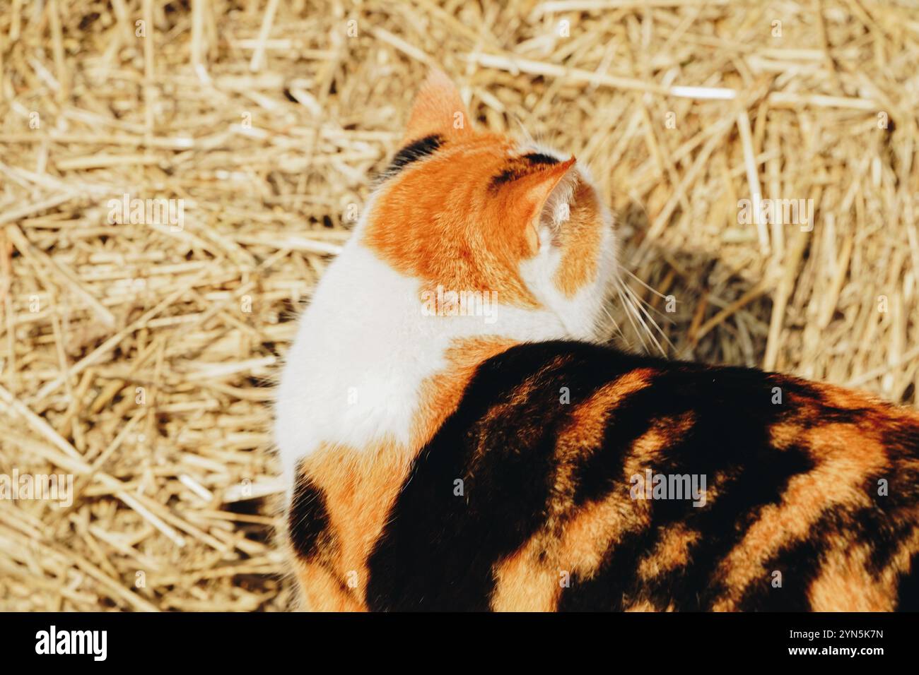 A tricolor cat walks on a haystack. The cat explores the territory ...