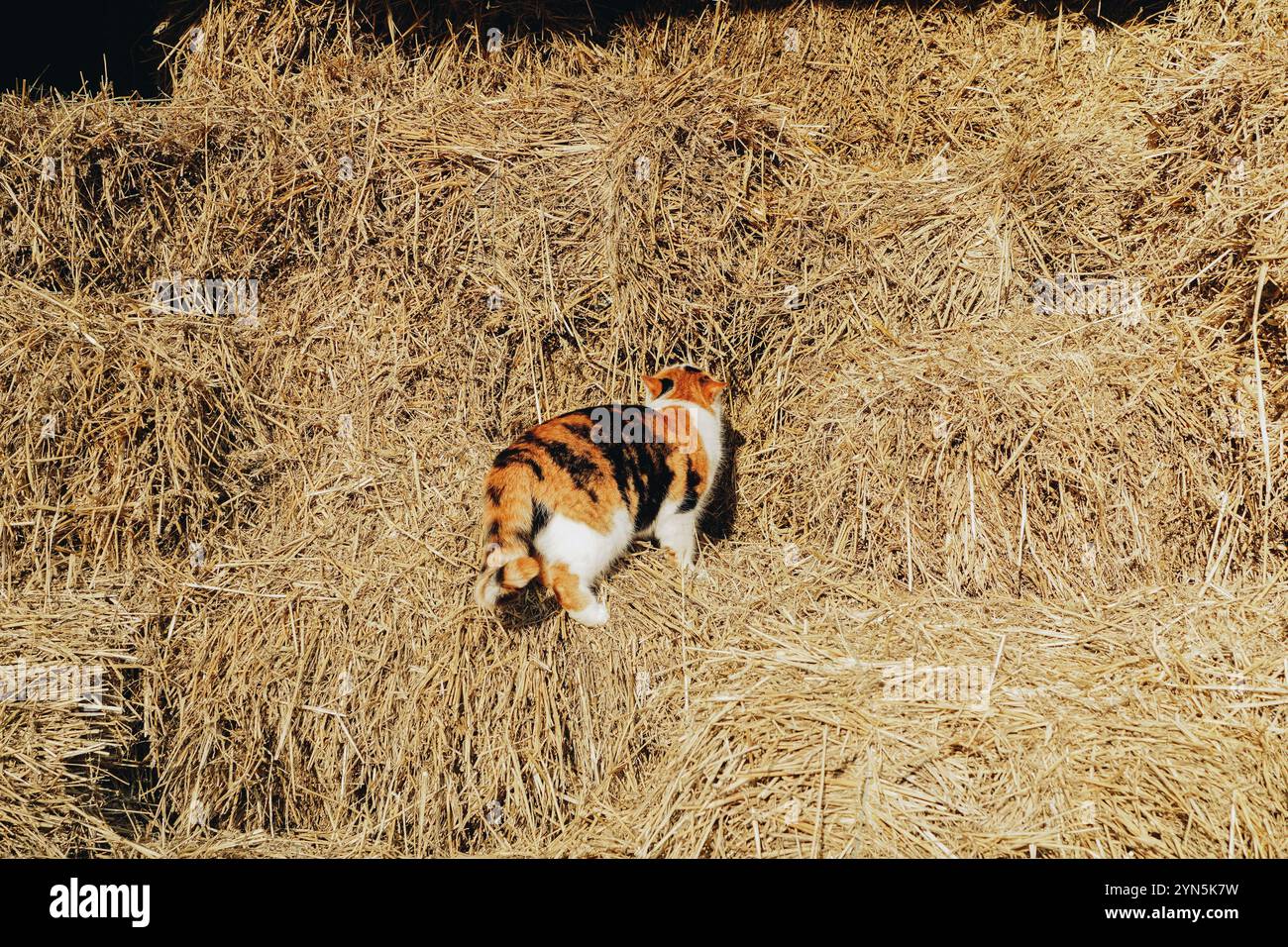 A tricolor cat walks on a haystack. The cat explores the territory ...