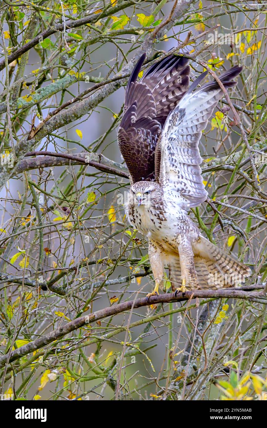 Common buzzard (Buteo buteo), juvenile. Photo from Vittskövle, southern ...
