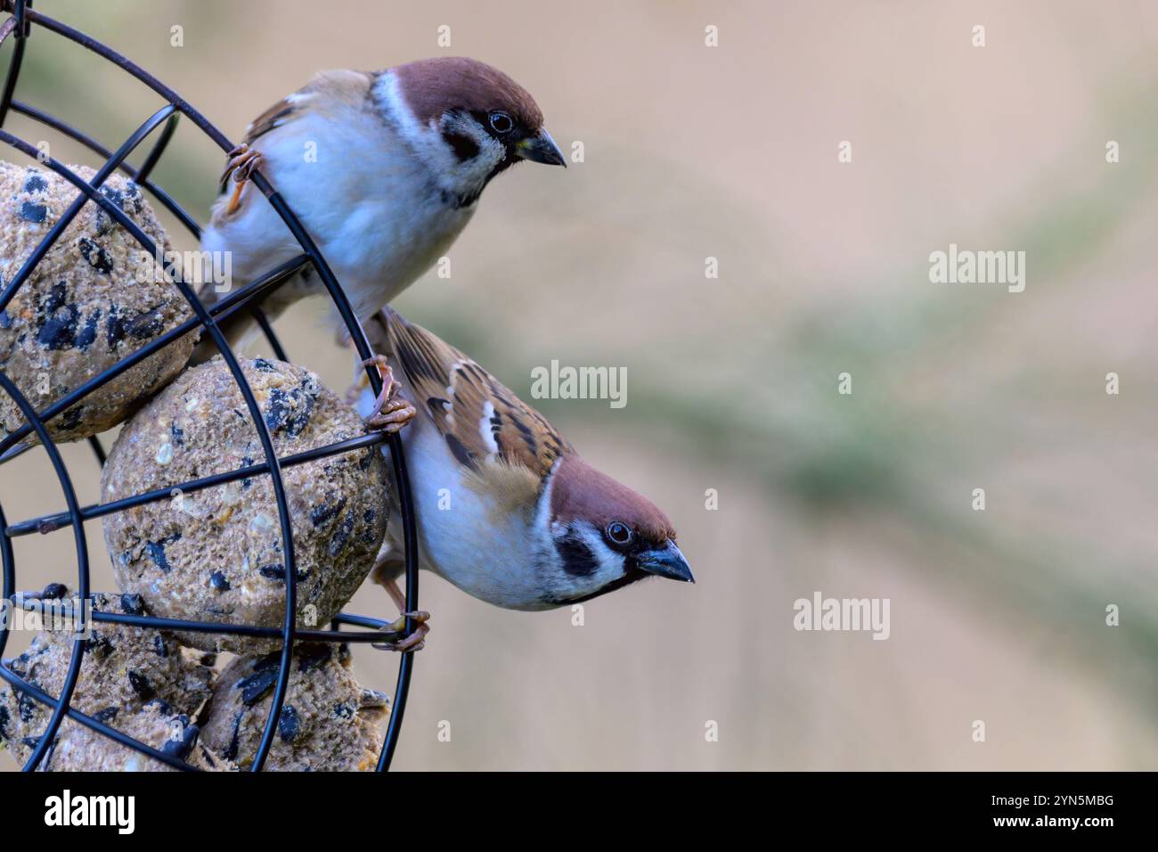 Tree sparrow eurasian sparrows hi-res stock photography and images - Alamy