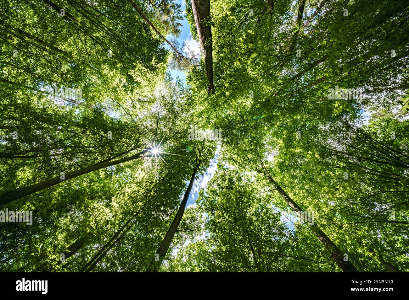 Gazing Upward Into the Lush Green Trees Within a Flourishing and ...