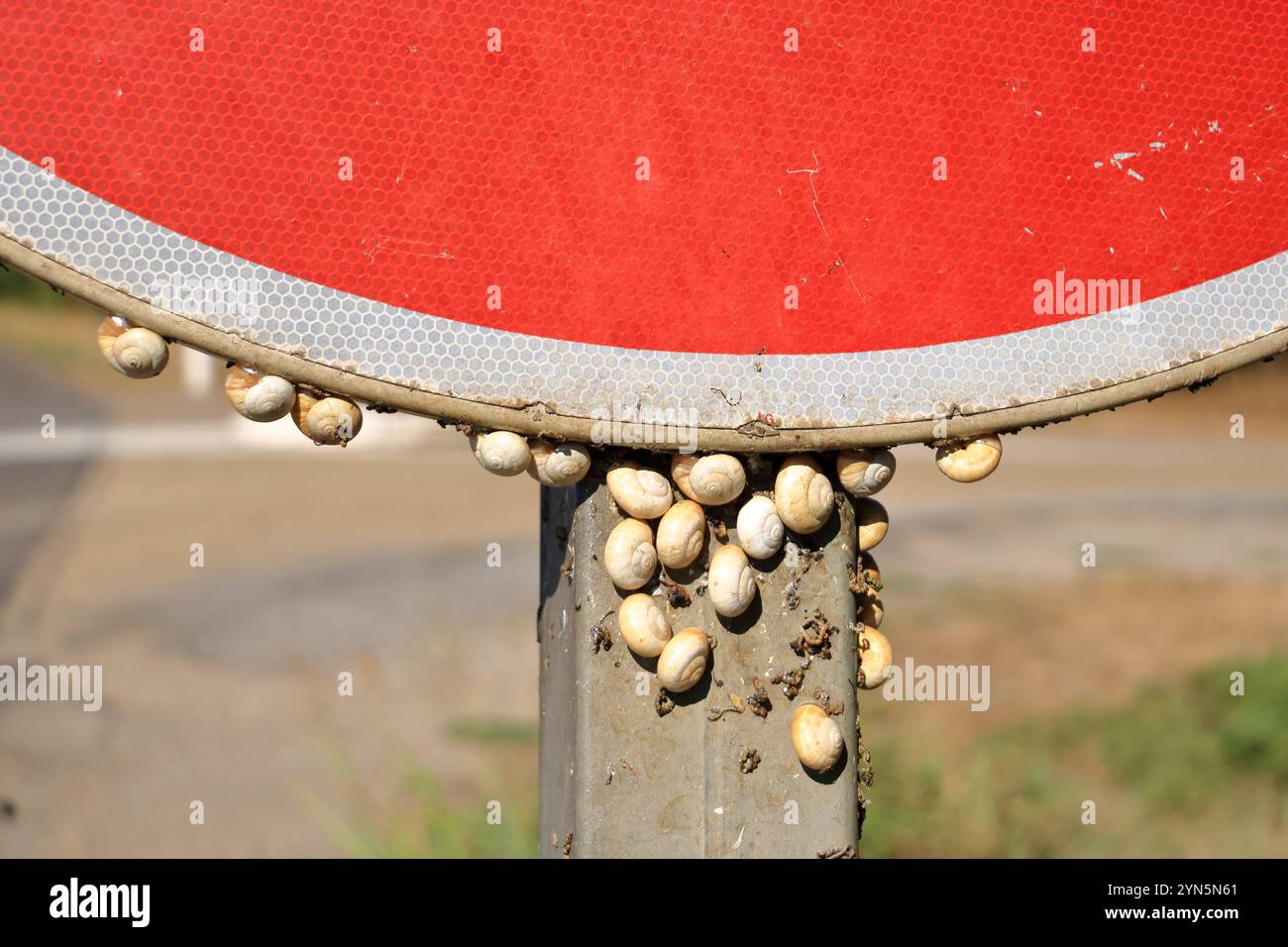 White Garden Snails Theba pisana on a traffic sign. Provence, Southern ...