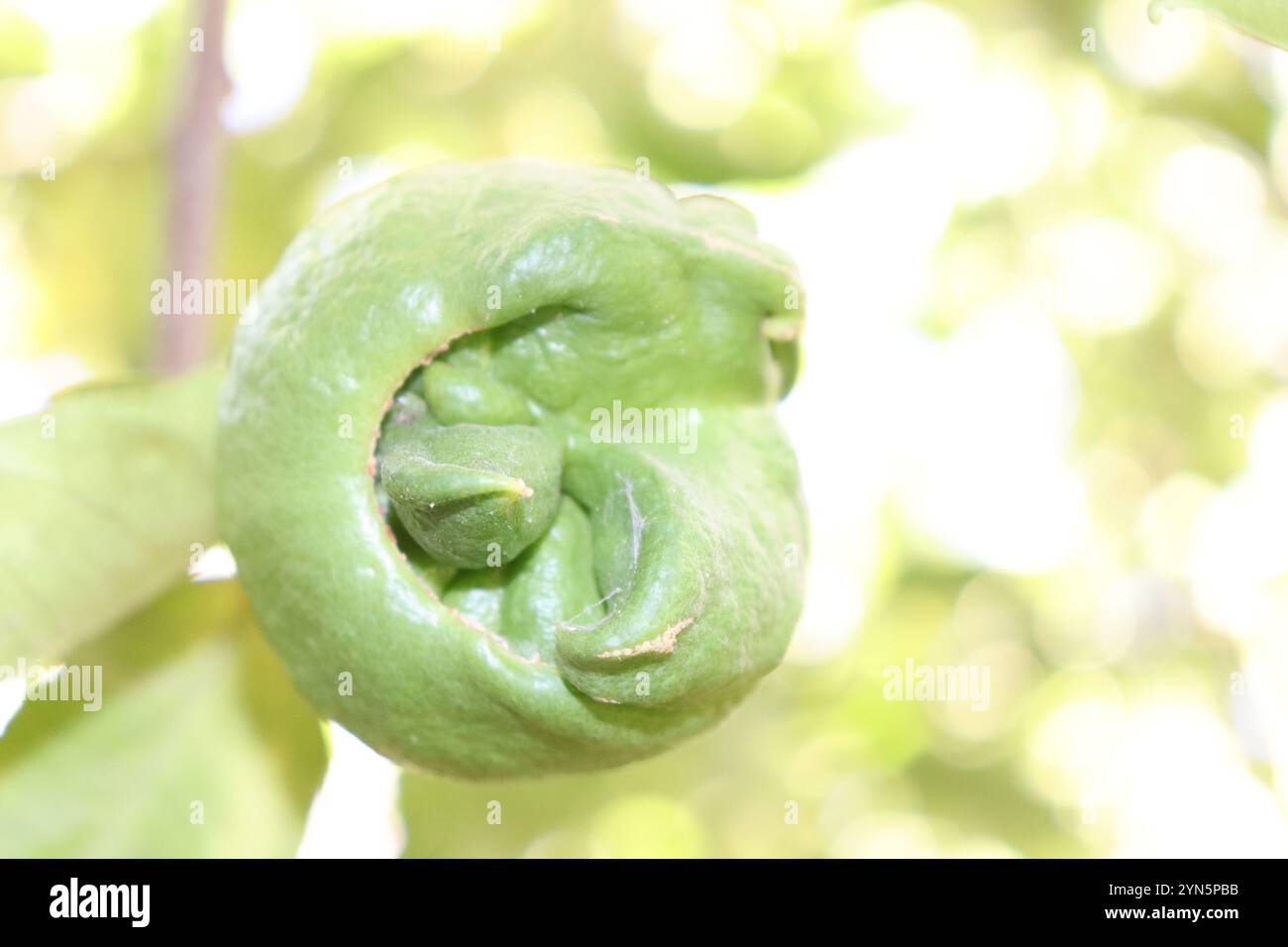 lemon with deformed skin Stock Photo - Alamy