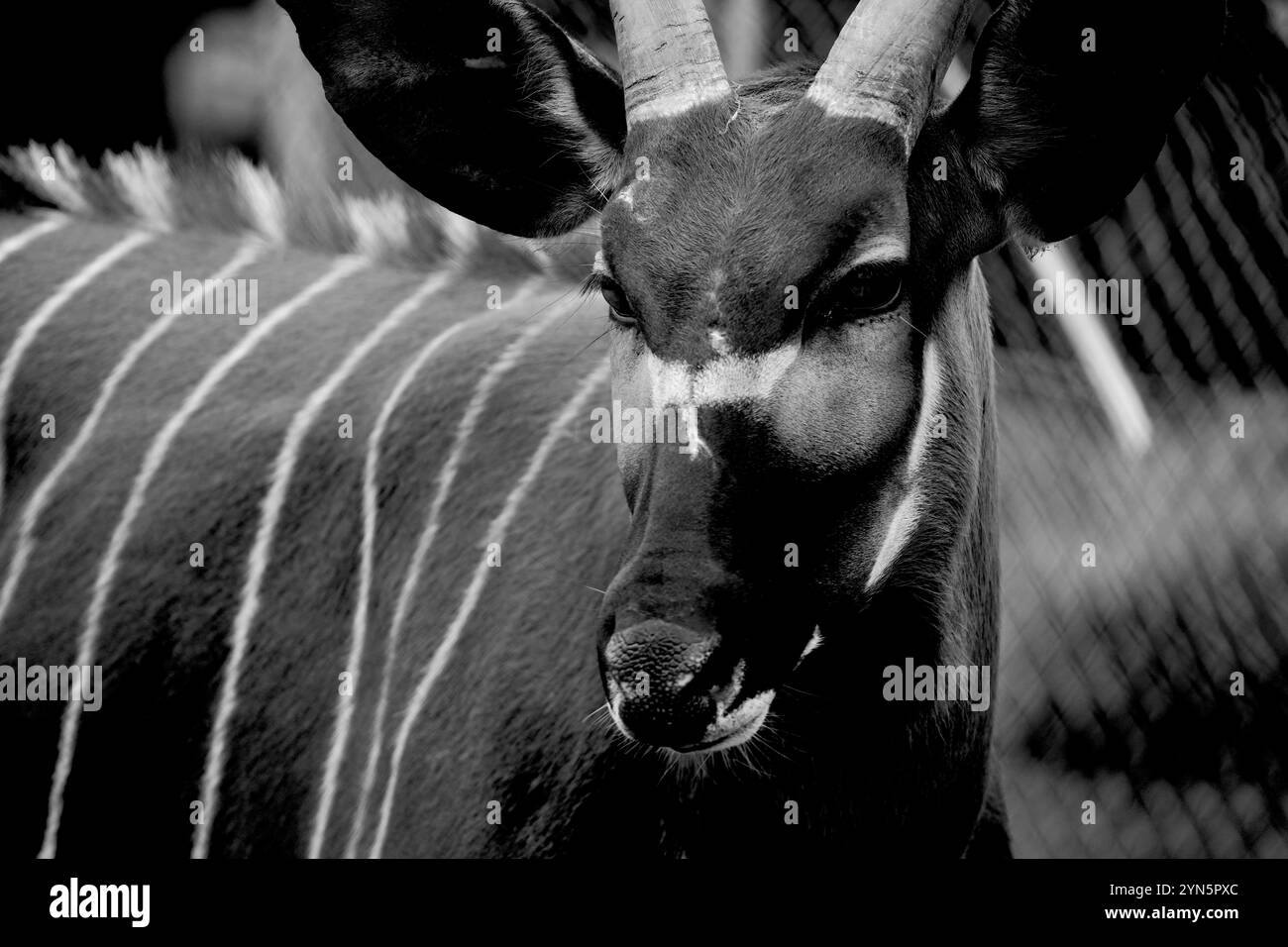 Critically endangered eastern Bongo, (Tragelaphus eurycerus) at Folly ...