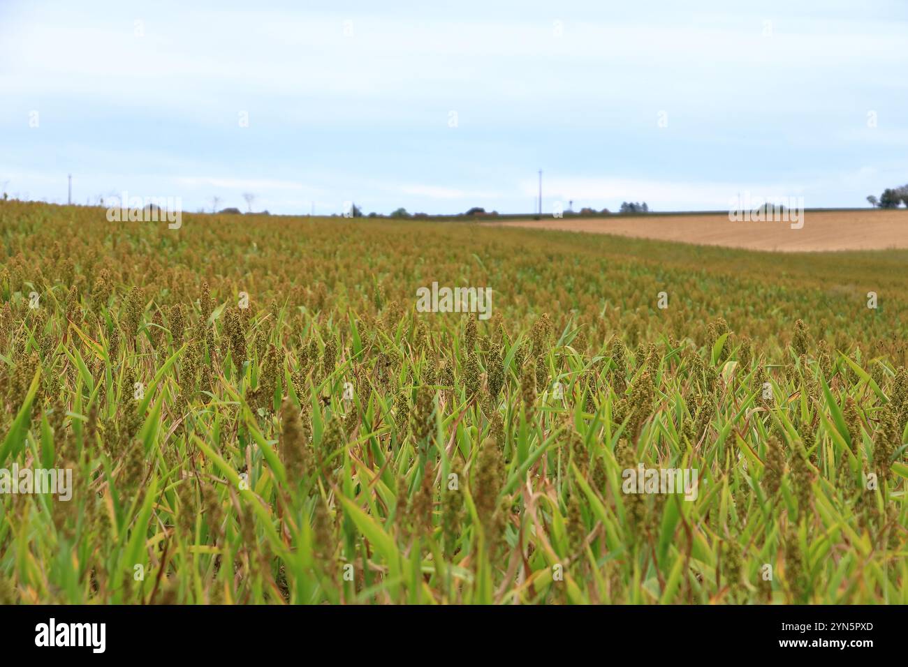 Raw Ripe millet crops in the field agriculture landscape view in France ...