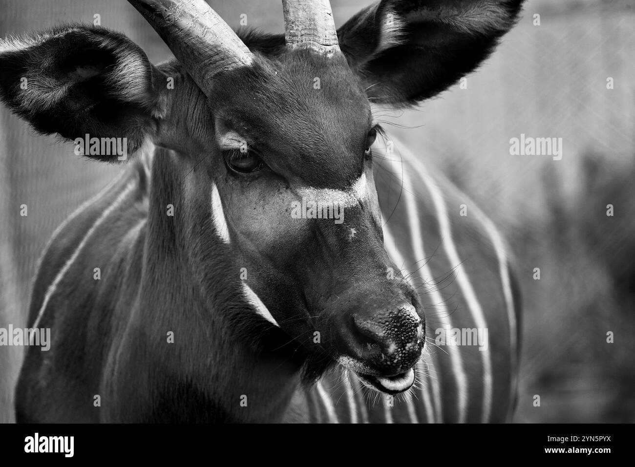 Critically endangered eastern Bongo, (Tragelaphus eurycerus) at Folly ...