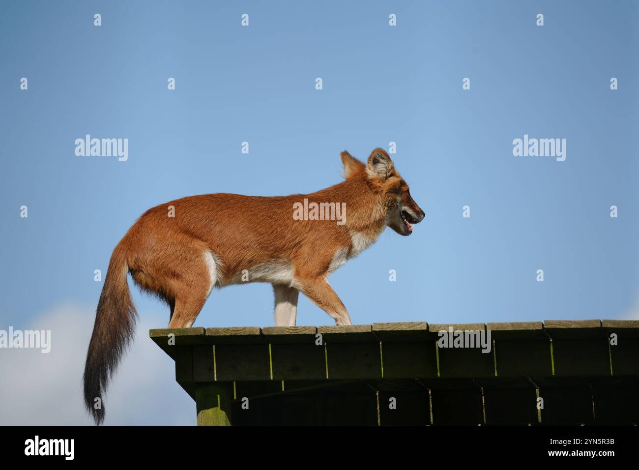Folly Farm Asian adventure includes Dhole (Cuon alpinus): a canid ...