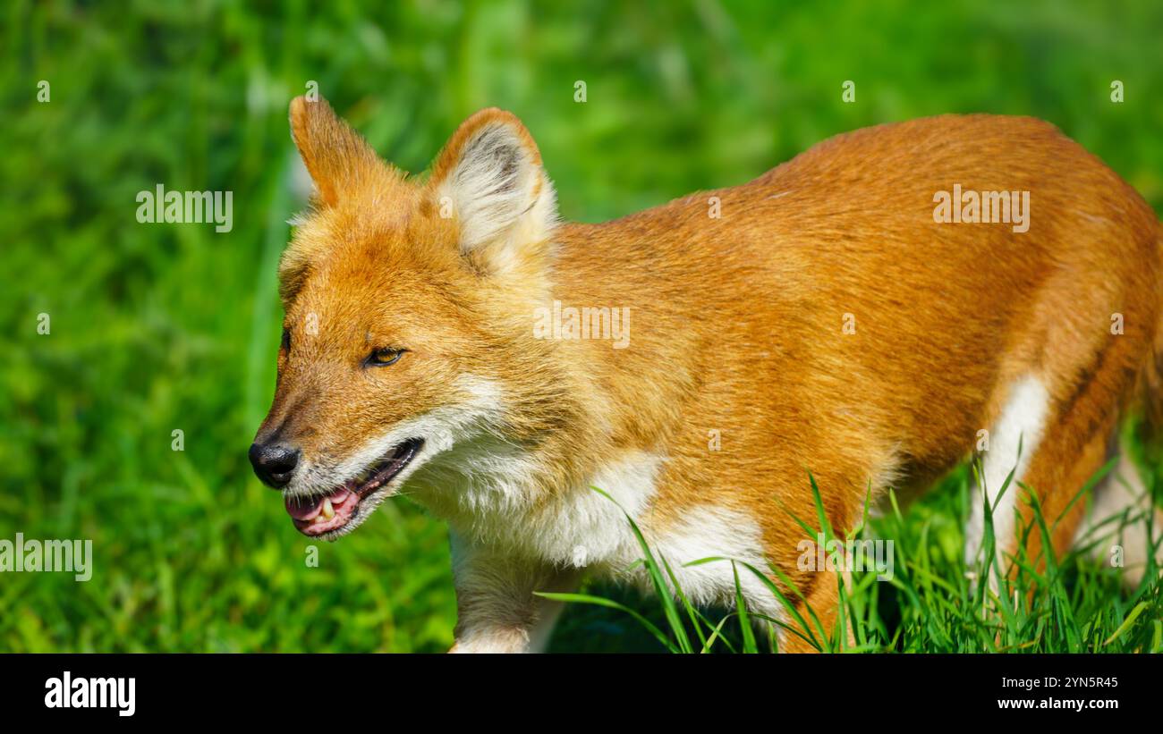 Folly Farm Asian adventure includes Dhole (Cuon alpinus): a canid ...