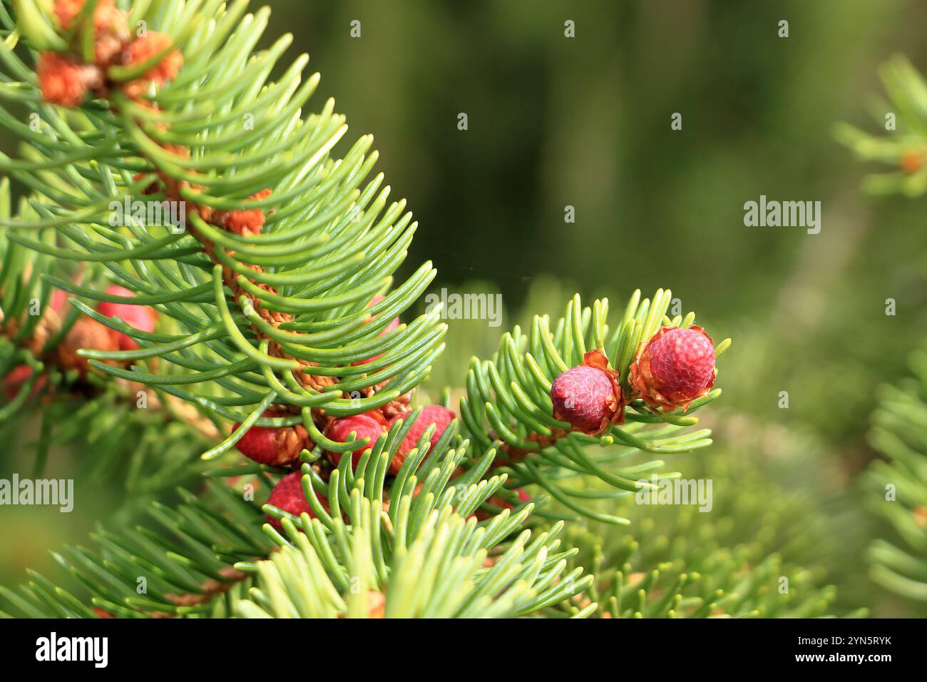 a blooming red pine cones on the branches of a spruce Stock Photo - Alamy