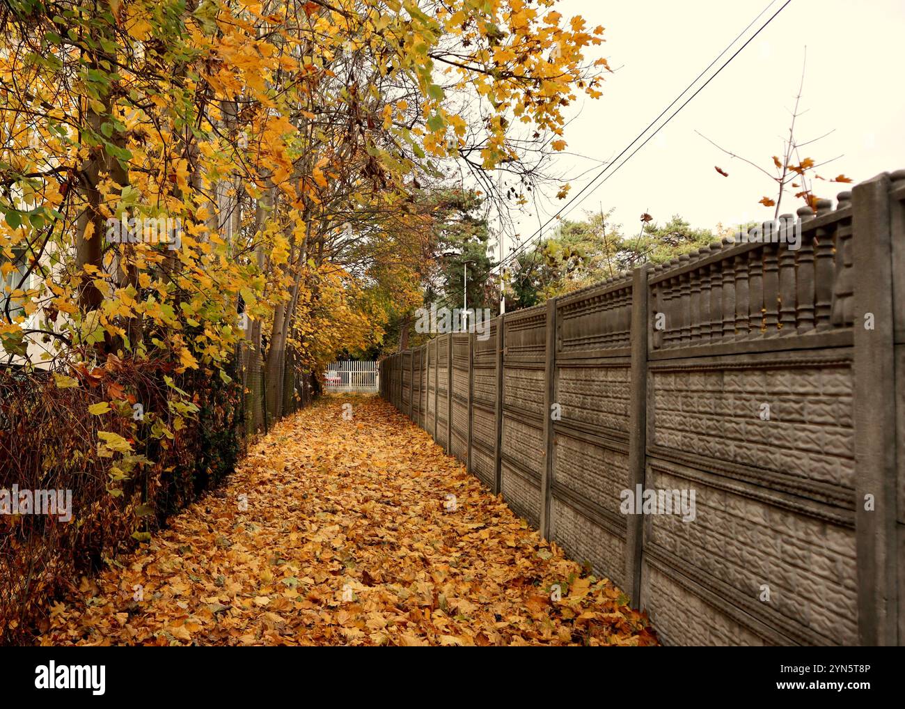 A peaceful autumn scene with a path covered in vibrant yellow leaves ...