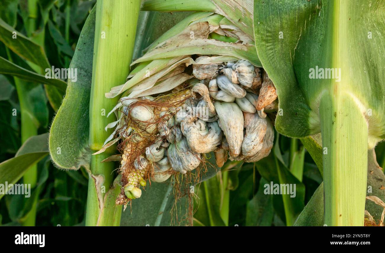 Mature Smut Galls on corn ear, fungus disease 'Ustilago Maydis', mid ...
