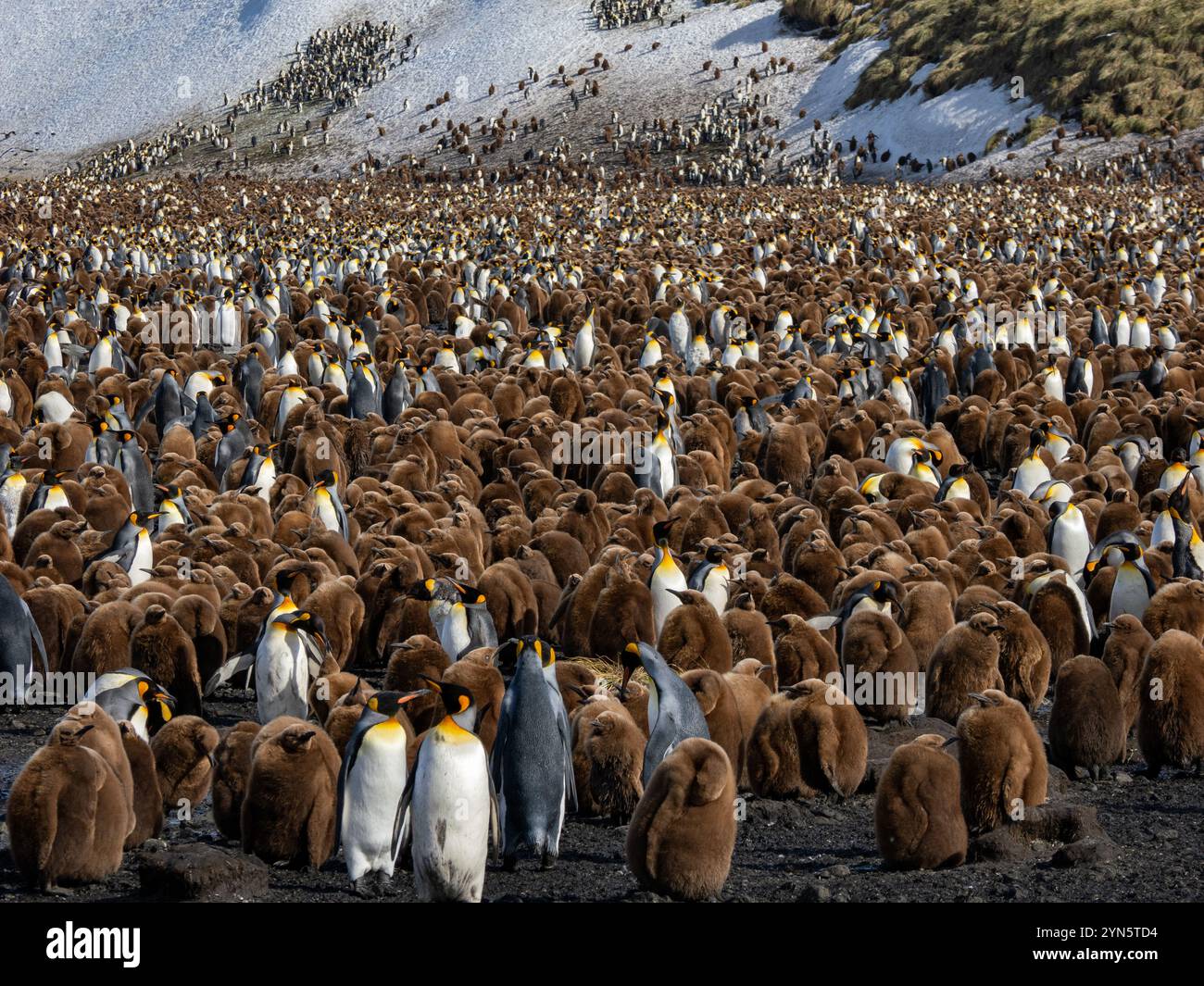 Massive King Penguin colony at Salisbury Plain, South Georgia Island ...