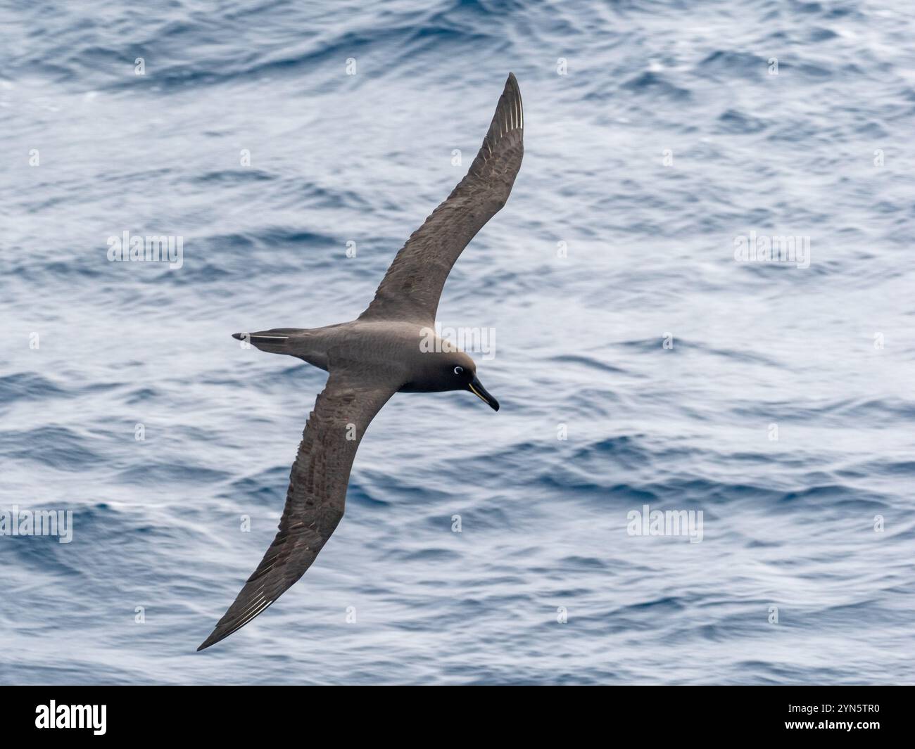 Ocean albatross hi-res stock photography and images - Alamy