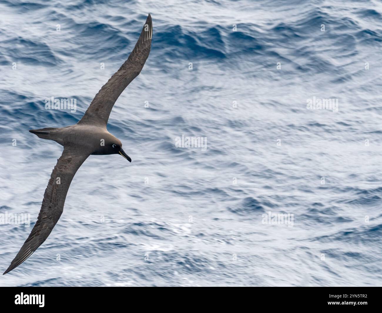 Albatross expeditions hi-res stock photography and images - Alamy