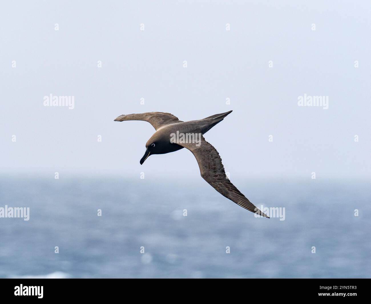 Ocean albatross hi-res stock photography and images - Alamy