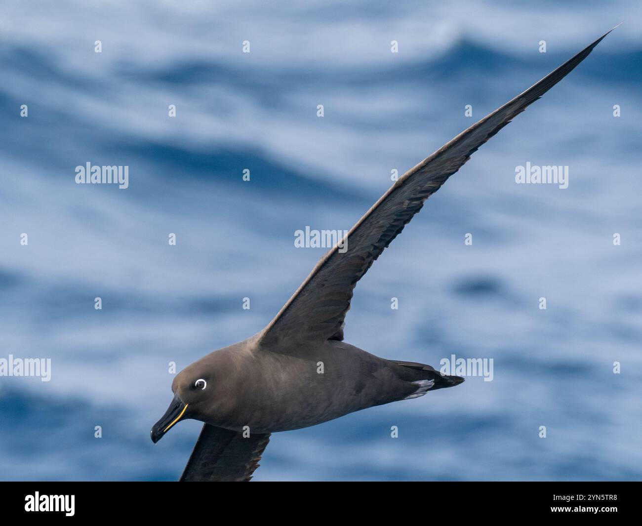 Ocean albatross hi-res stock photography and images - Alamy