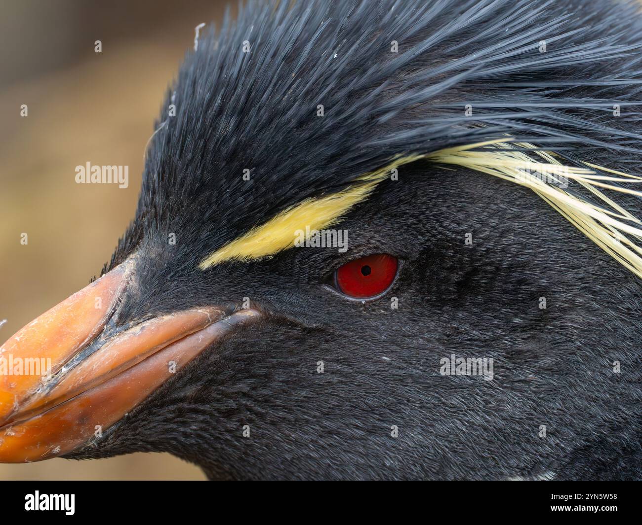Southern Rockhopper penguin breeding colony in the Falkland Islands ...