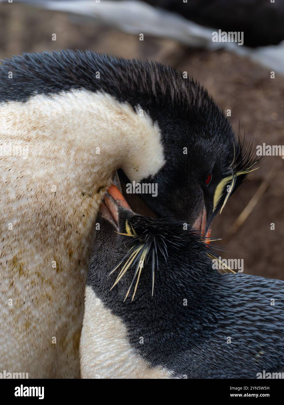 Southern Rockhopper penguin breeding colony in the Falkland Islands ...