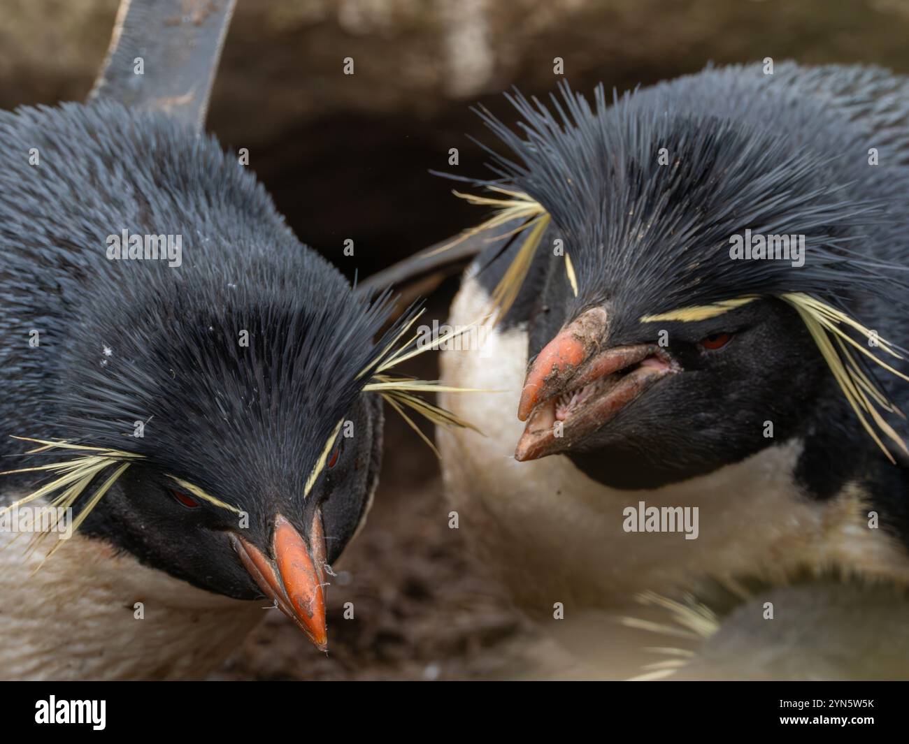Southern Rockhopper penguin breeding colony in the Falkland Islands ...