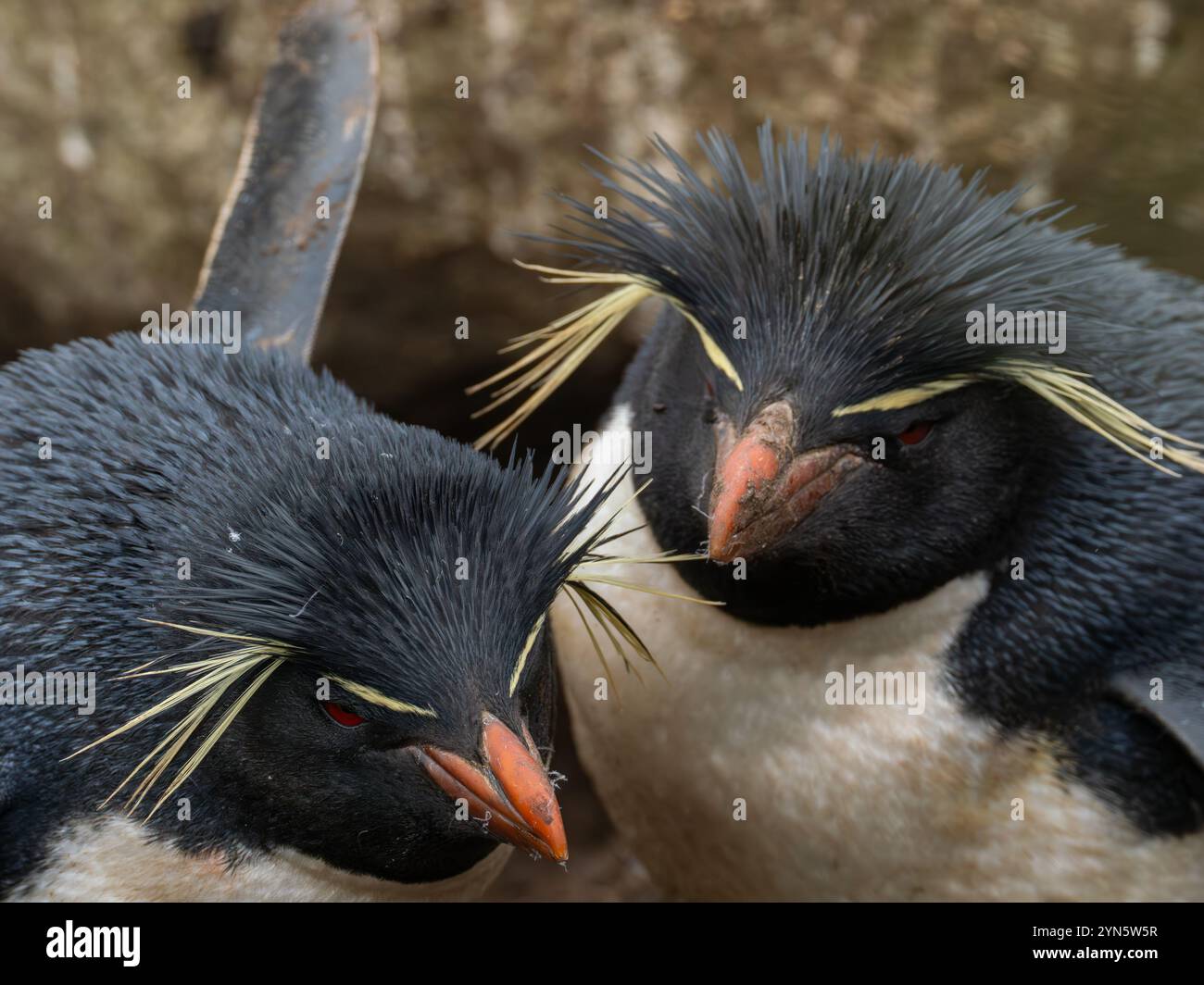 Southern Rockhopper penguin breeding colony in the Falkland Islands ...