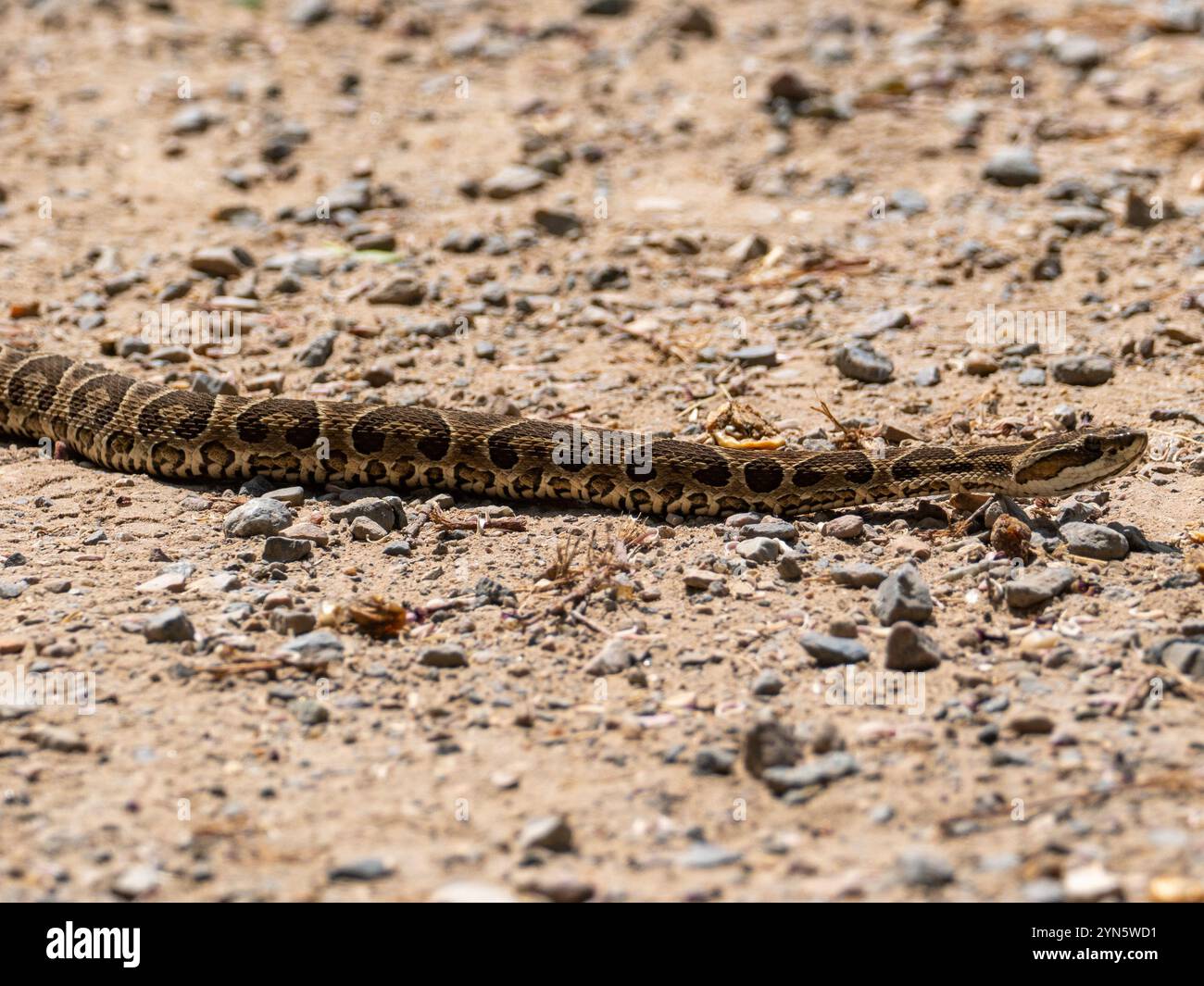 Urutu lancehead snake, Bothrops alternatus, in Buenos Aires, Argentina ...