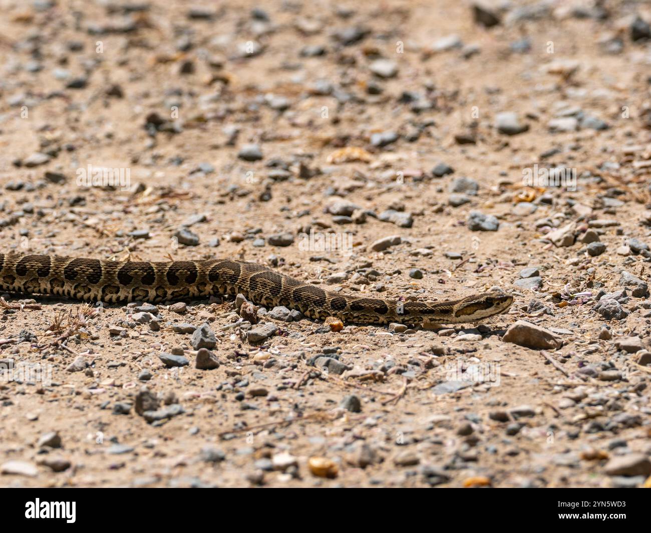 Urutu lancehead hi-res stock photography and images - Alamy