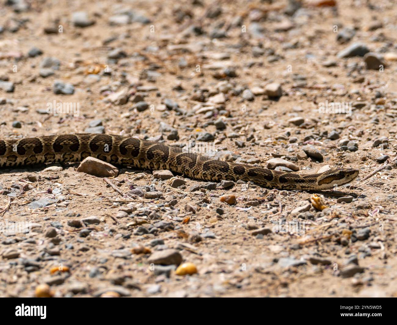 Urutu lancehead hi-res stock photography and images - Alamy