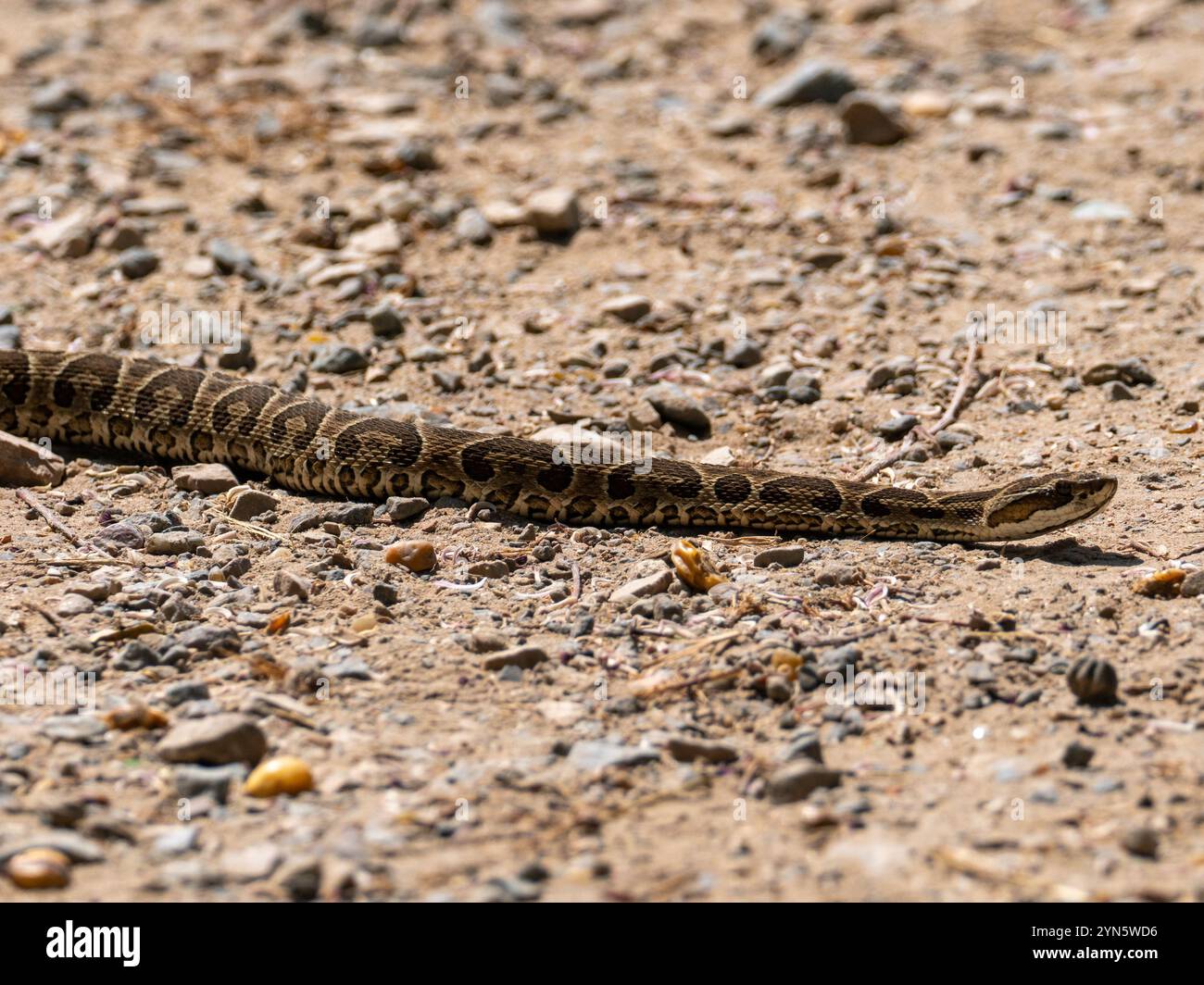 Urutu lancehead snake, Bothrops alternatus, in Buenos Aires, Argentina ...