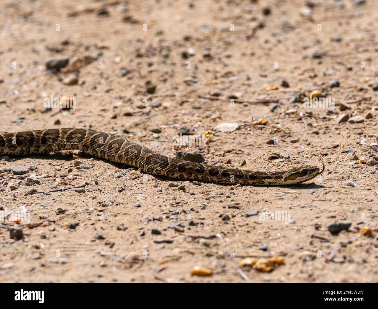 Urutu lancehead snake, Bothrops alternatus, in Buenos Aires, Argentina ...