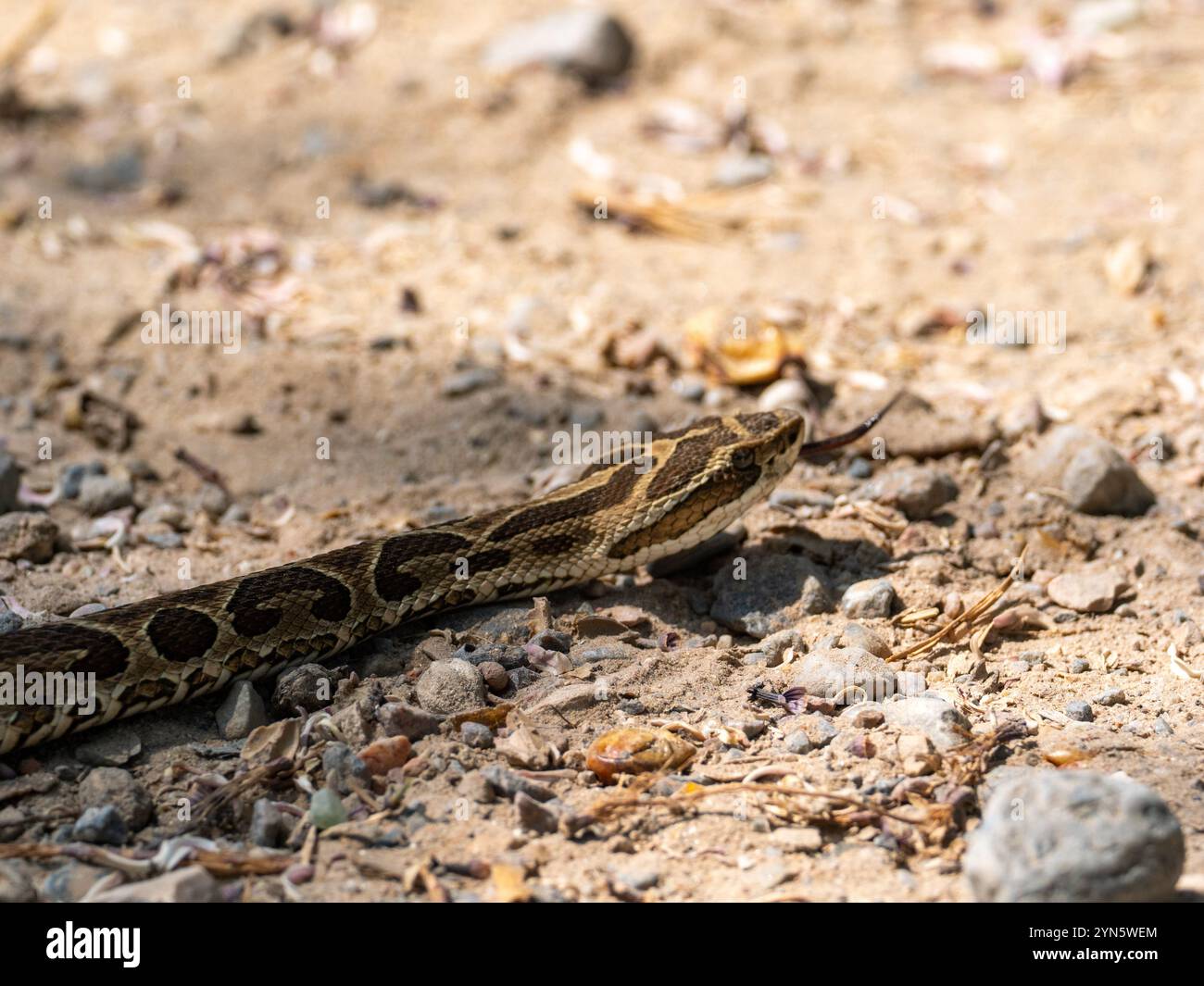 Urutu lancehead snake, Bothrops alternatus, in Buenos Aires, Argentina ...