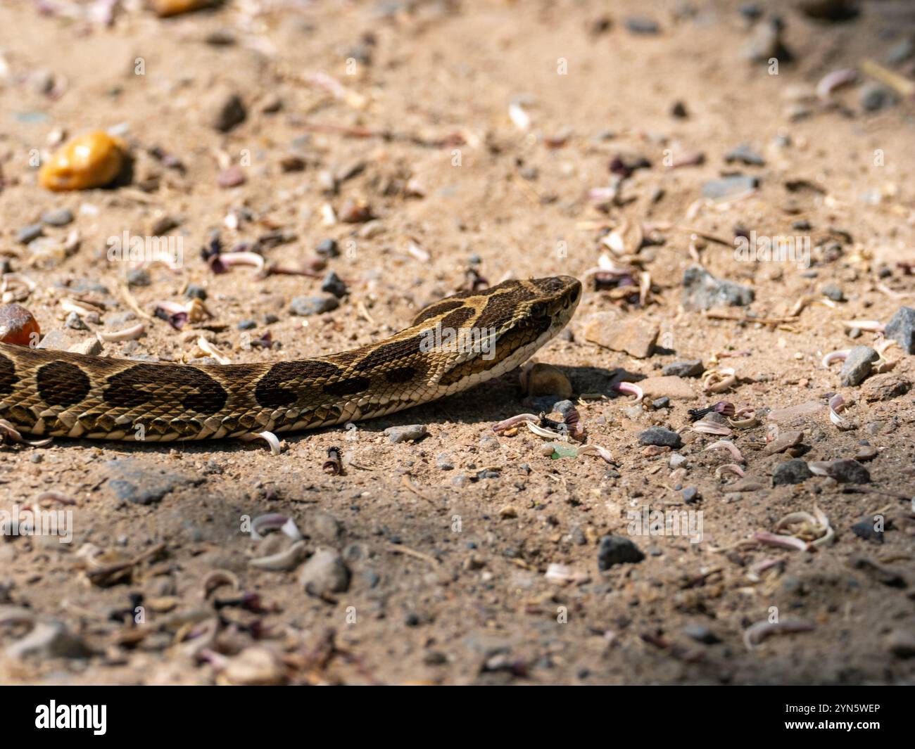 Urutu lancehead hi-res stock photography and images - Alamy