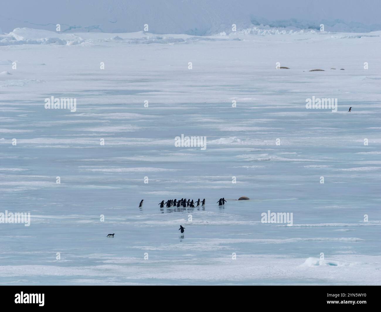 Crabeater seals dead on sea ice from suspected avian influenza bird flu ...