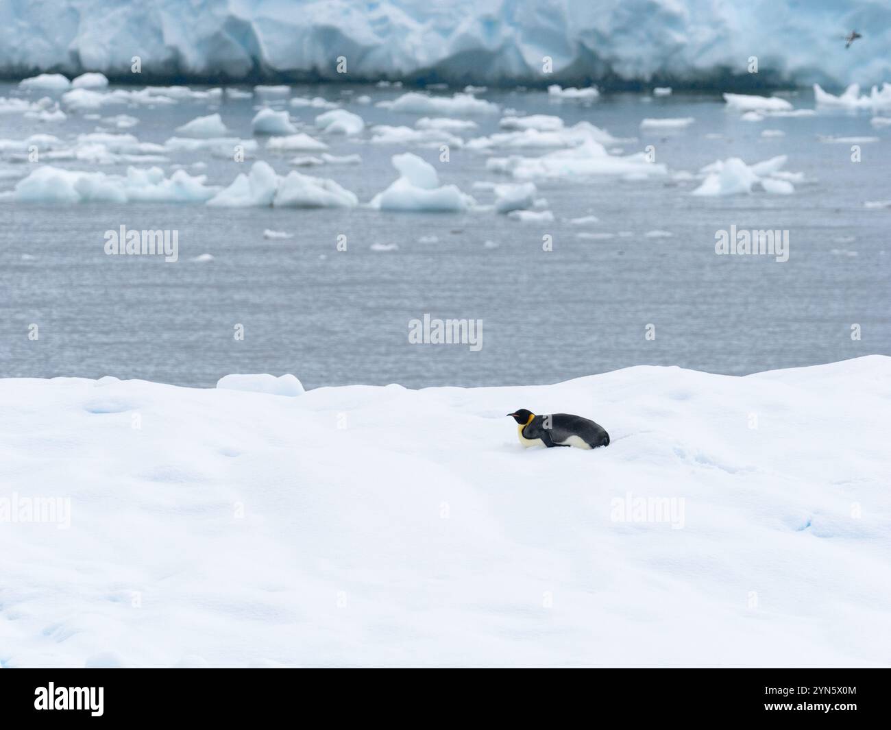 Emperor penguin on ice in Antarctica Stock Photo - Alamy