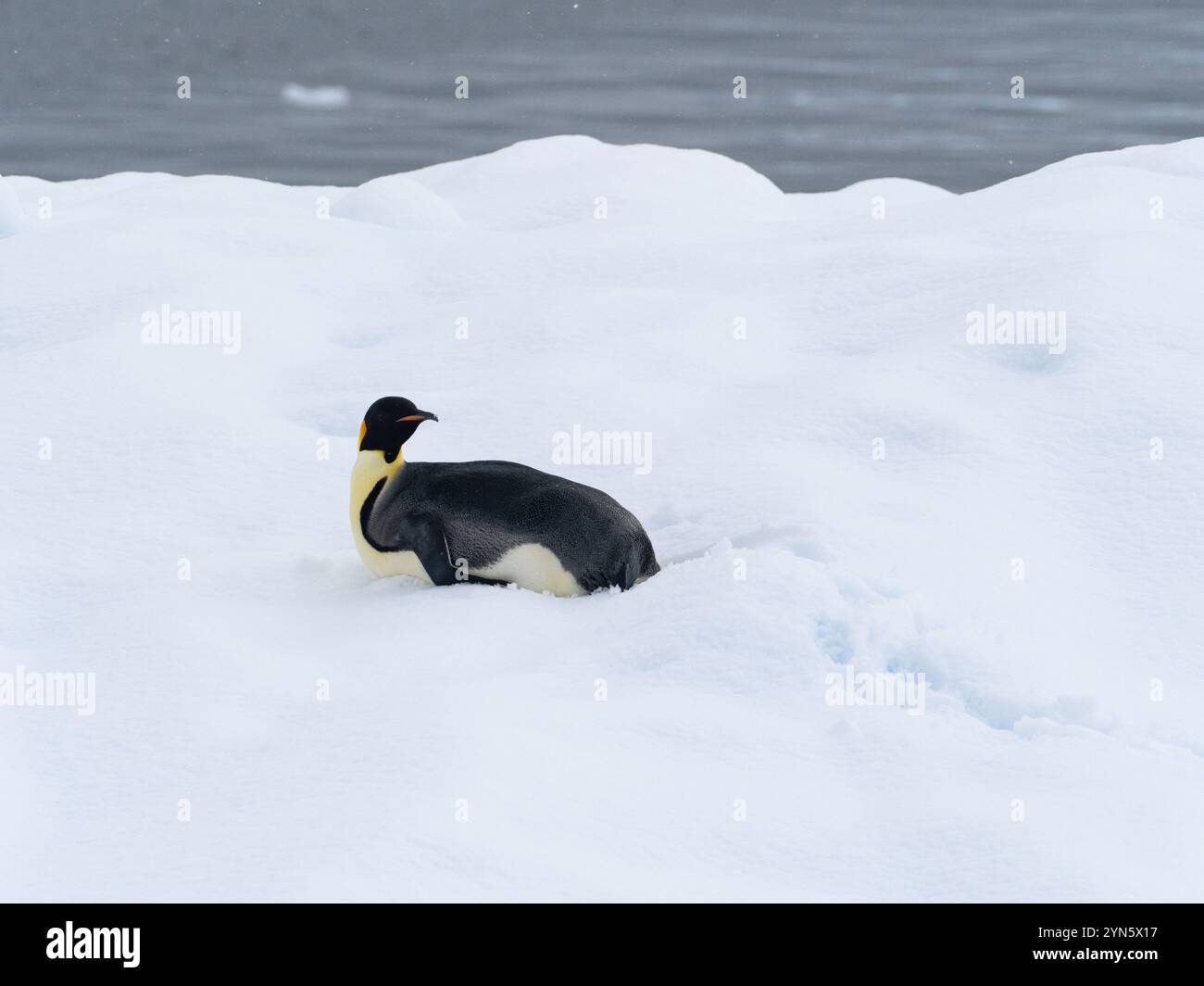 Emperor penguin on ice in Antarctica Stock Photo - Alamy