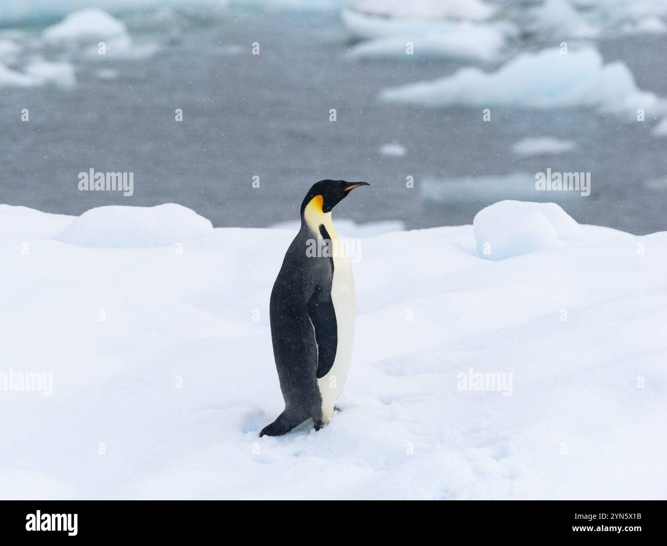 Penguins in ice hi-res stock photography and images - Alamy